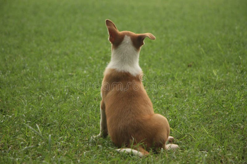 Cool Time for dog stock image. Image of wildlife, rodent - 295430545