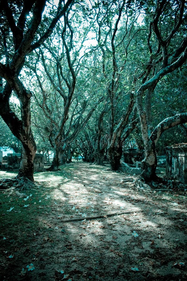 Cool tone trees stock photo. Image of outside, look, shrine - 4112792