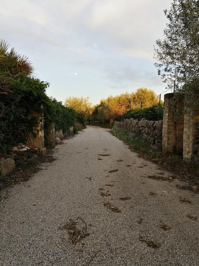 Cool Trail between the Countryside Stock Image - Image of lemon, bloom ...