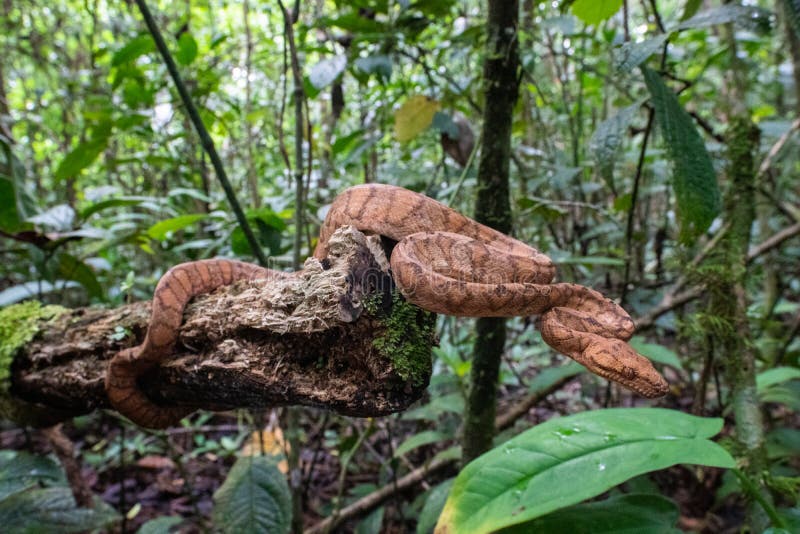 Cool Tree Boa Chilling on the Jungle Floor Stock Image - Image of ...