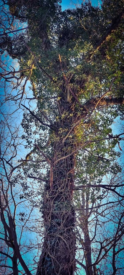 Cool tree at Boserup skov stock image. Image of branch - 238179291