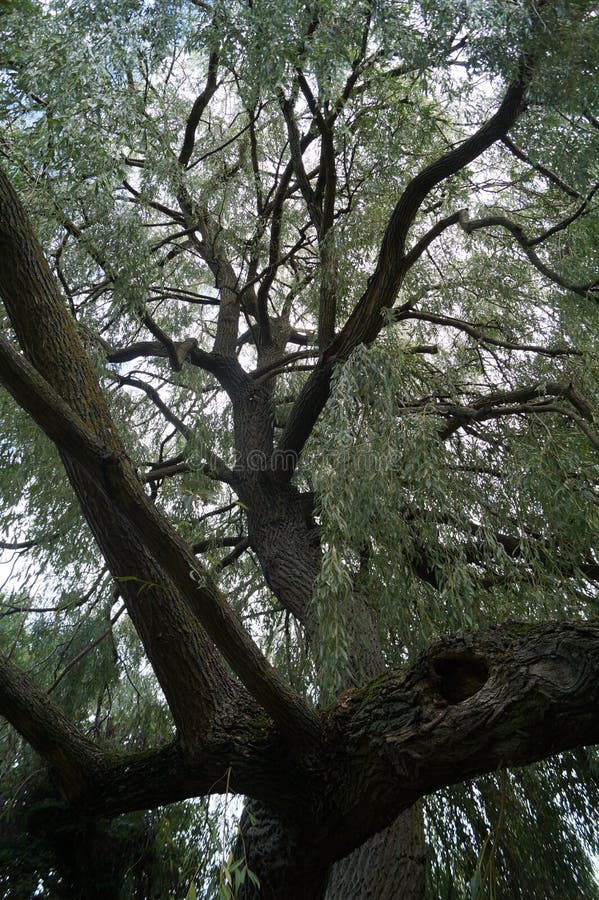 Cool tree stock image. Image of cool, tree, branches - 145117305