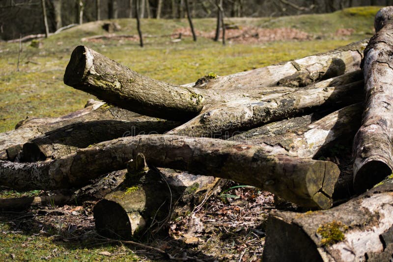 Fallen Tree Log in Forest Sand Leafes Old Mossy Texture Stock Photo ...