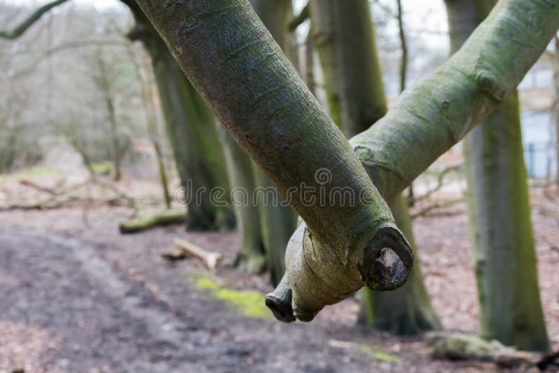 Fallen Tree Log in Forest Sand Leafes Old Mossy Texture Stock Image ...