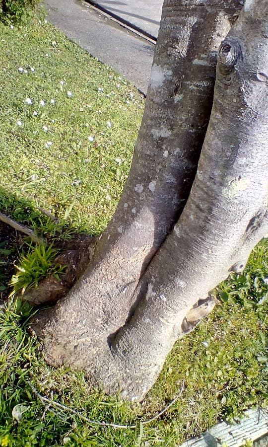 Cool tree stock image. Image of sweet, beautiful, tree - 128029431