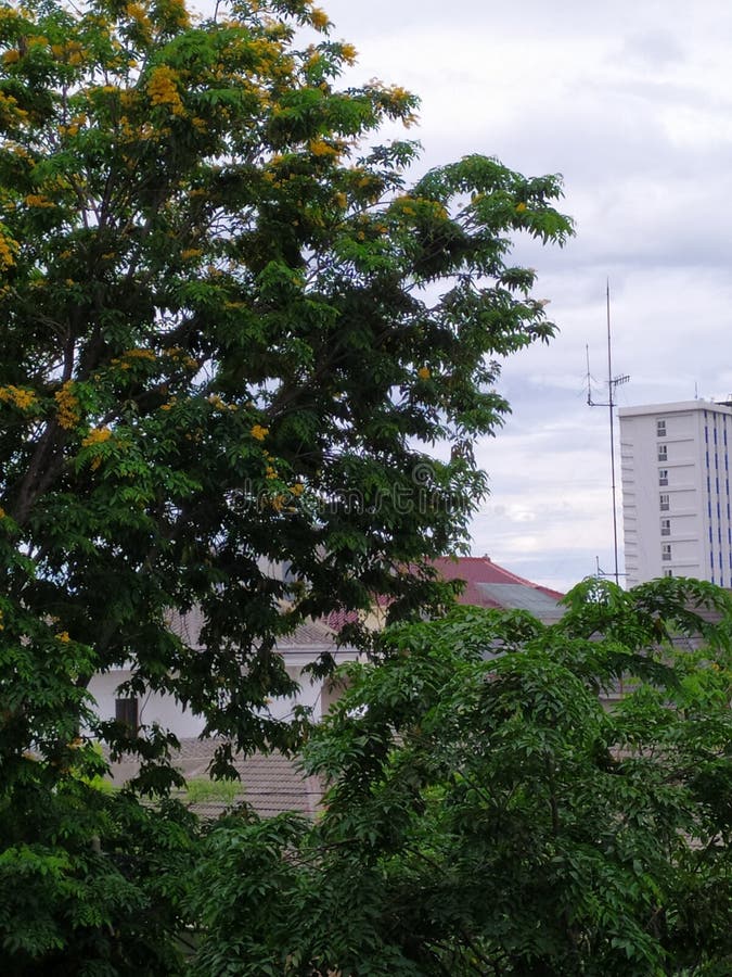 Cool Trees in the Morning, Tall Trees, Flowers, Fruitful Trees Stock ...