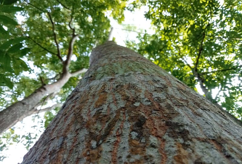 Cool Trees Soaring High Refreshing Air Stock Image - Image of tree ...