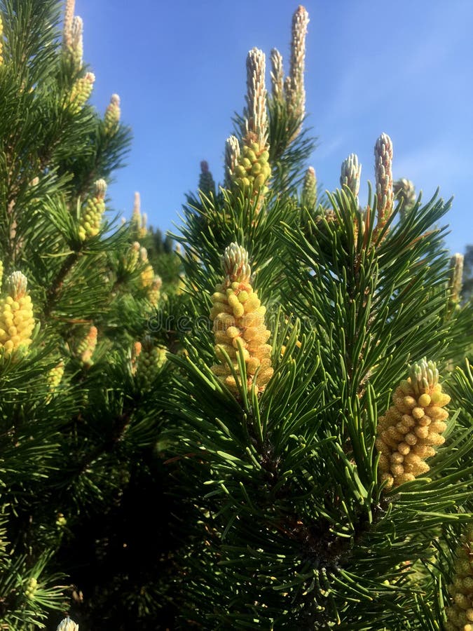 Cool Unusual Bumps on the Tree Stock Image - Image of firtree ...