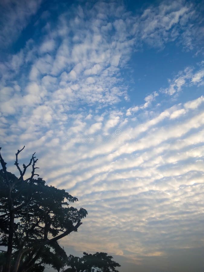 Cool View of the Forest in the Afternoon Stock Photo - Image of ...