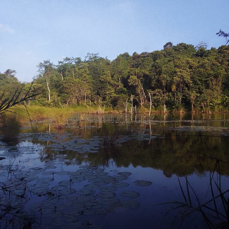 Cool View of the Forest in the Afternoon Stock Photo - Image of ...