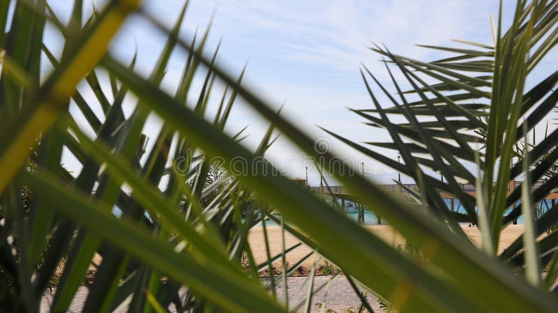 Cool View of Giant Green Plants Stock Image - Image of plants, view ...