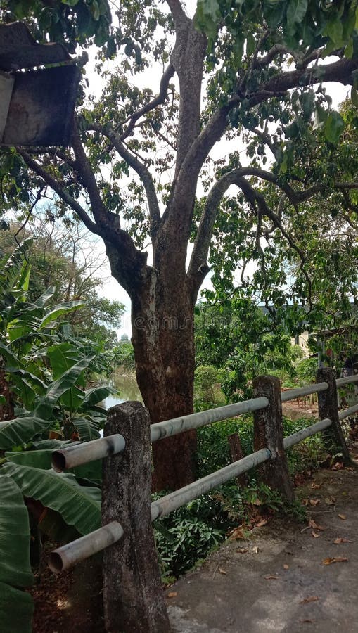 Cool View of the Forest in the Afternoon Stock Photo - Image of ...