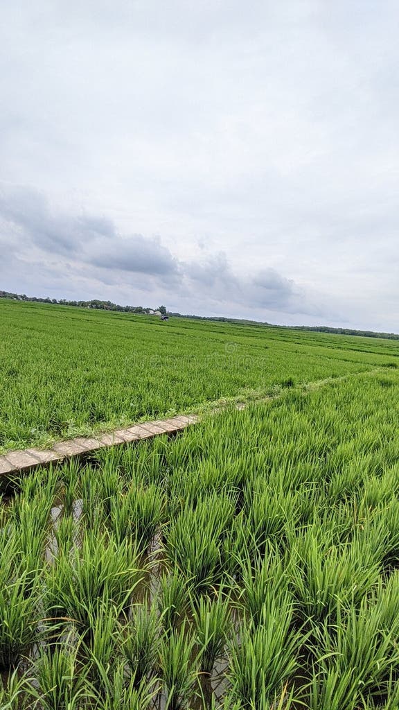 Cool View in the Rice Fields Stock Image - Image of cool, grass: 358970241