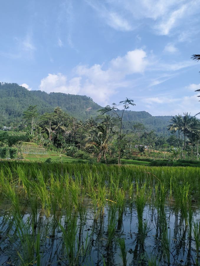 Cool View of the Forest in the Afternoon Stock Photo - Image of ...