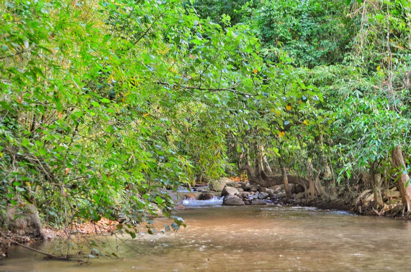 Cool View, River, Bamboo Tree, Forest Stock Image - Image of water ...