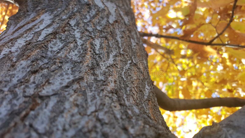 Cool View of the Forest in the Afternoon Stock Photo - Image of ...