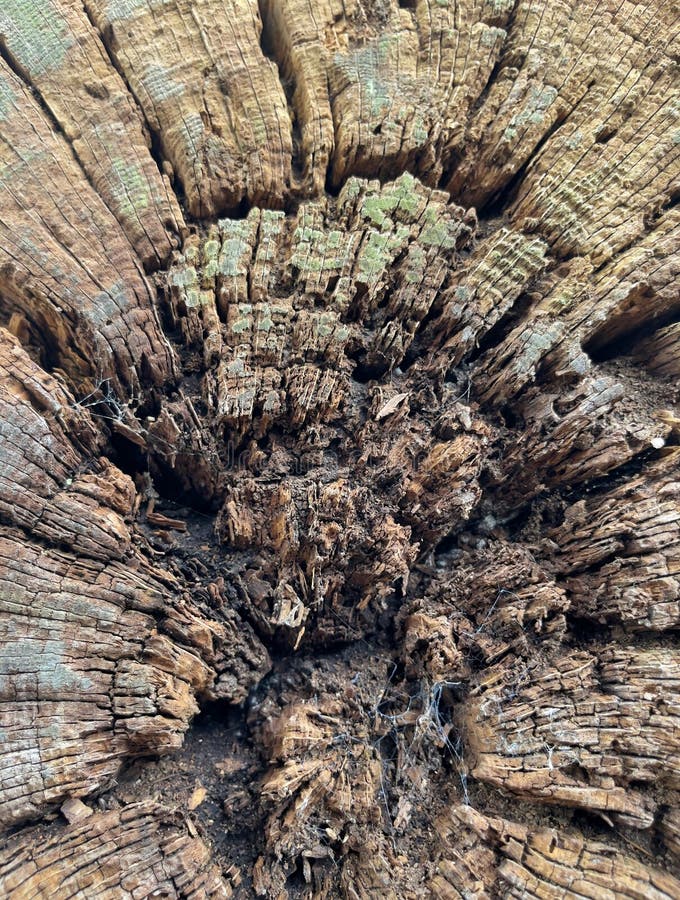 Tree Bark stock photo. Image of bark, cool, close, tree - 258591634