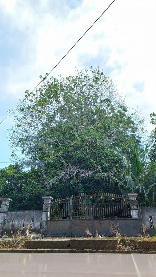 Cool View of the Forest in the Afternoon Stock Photo - Image of ...