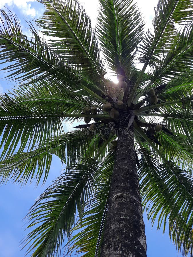 Cool View of the Forest in the Afternoon Stock Photo - Image of ...