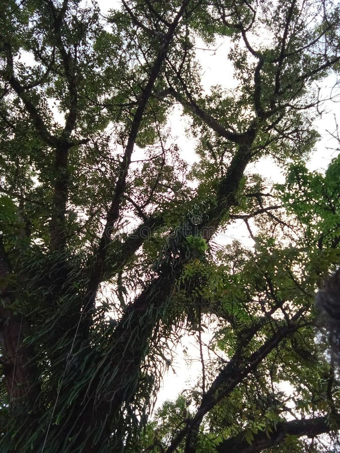 Under a shady tree stock image. Image of closeup, tree - 316126557