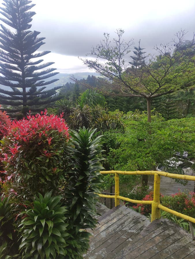 Cool View of the Forest in the Afternoon Stock Photo - Image of ...