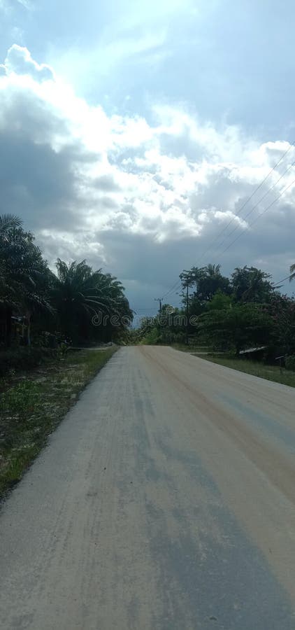 Cool View of the Forest in the Afternoon Stock Photo - Image of ...