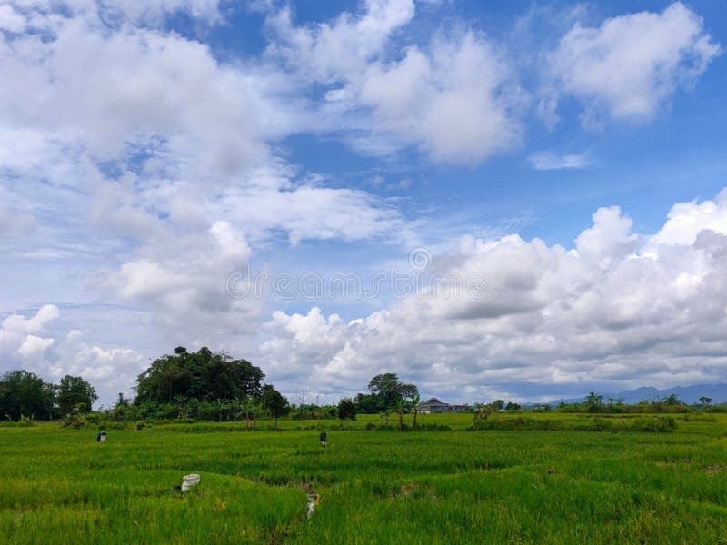 Cool Views of the Rice Fields Stock Photo - Image of agriculture, plain ...