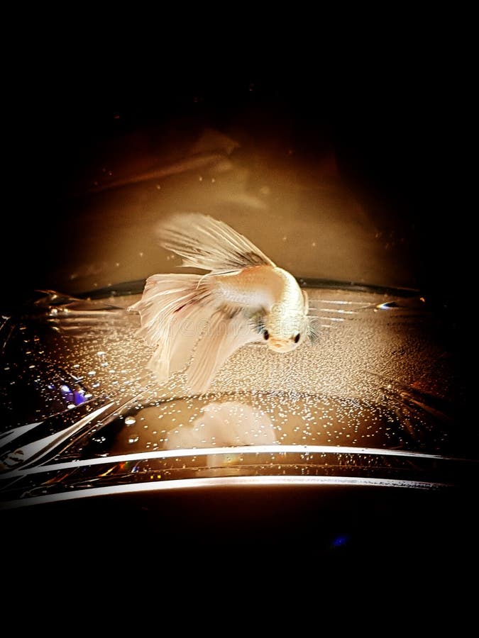 Cool White Betta Fish stock photo. Image of reflection - 249040710