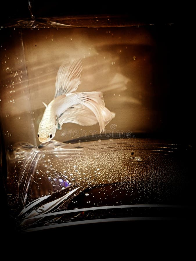 Cool White Betta Fish stock photo. Image of advertising - 249040714