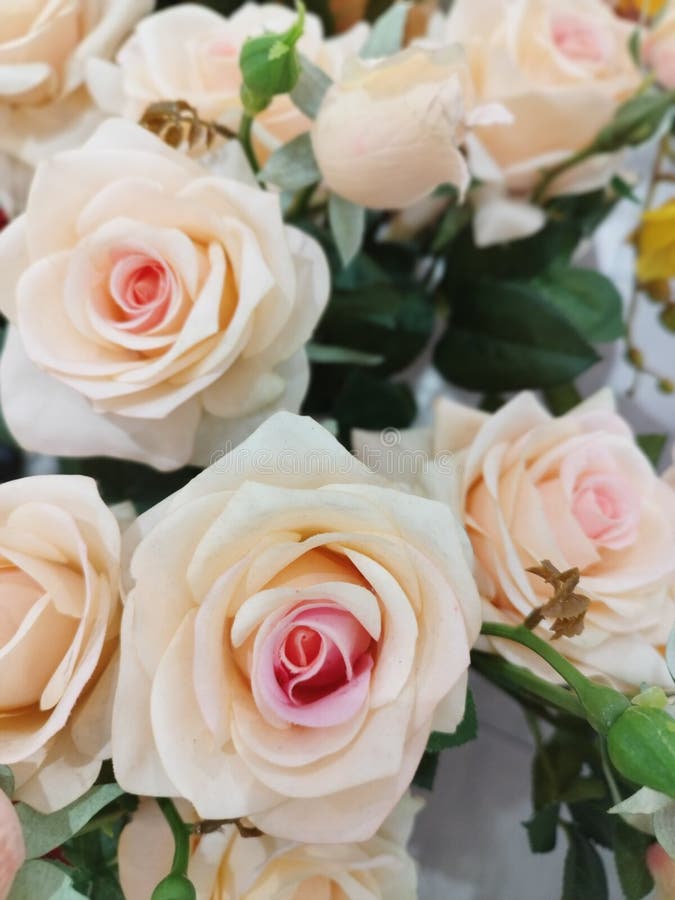 Cool white roses stock photo. Image of lilac, petal - 262257022