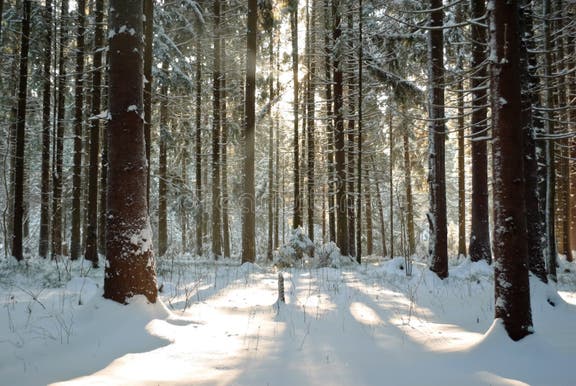 Cool winter day stock photo. Image of scenic, spruce - 18172888