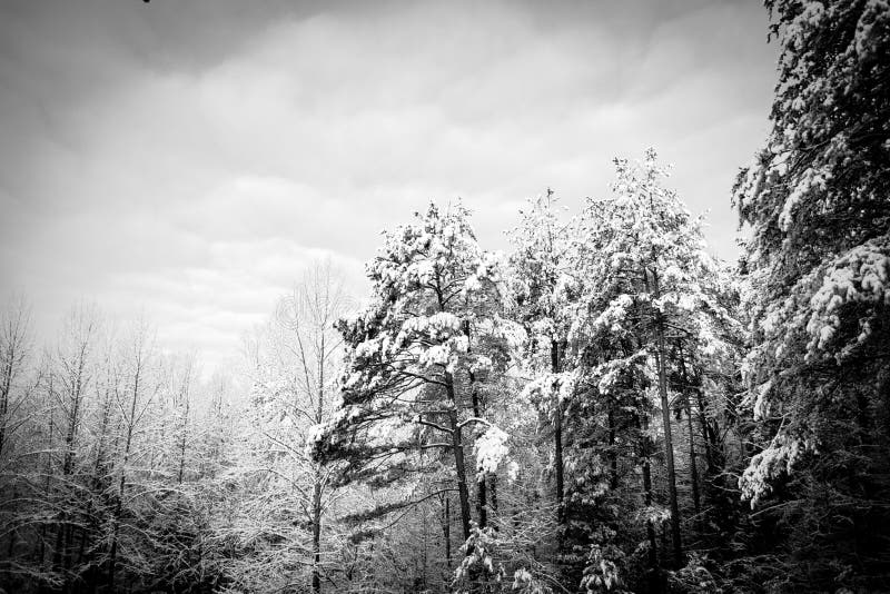 Cool Winter Day in North Carolina Stock Photo - Image of snowfall ...