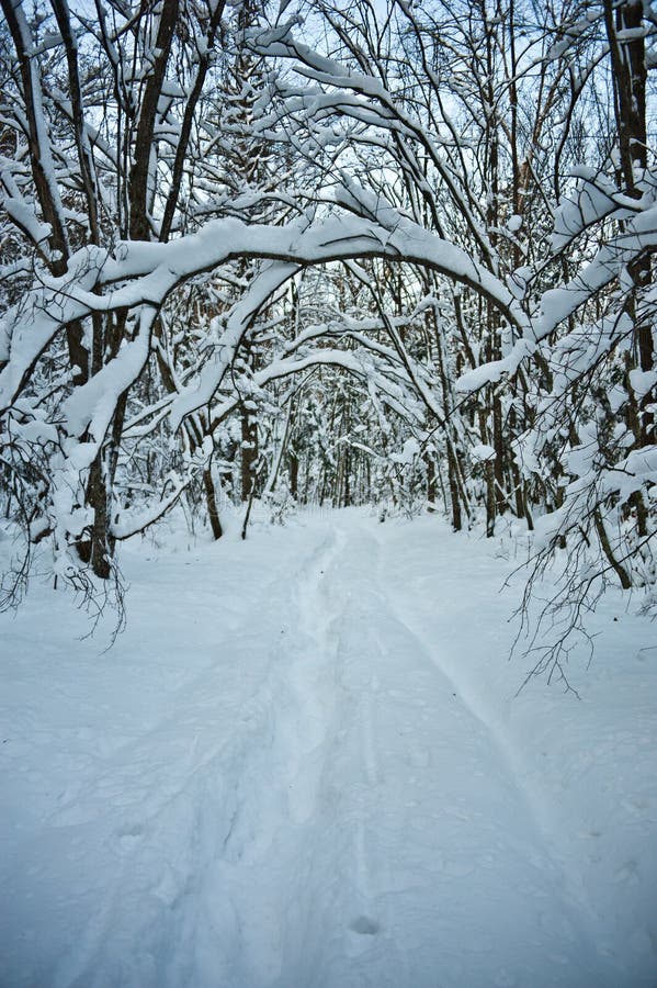 Snowy forest road stock image. Image of journey, vertical - 30055319