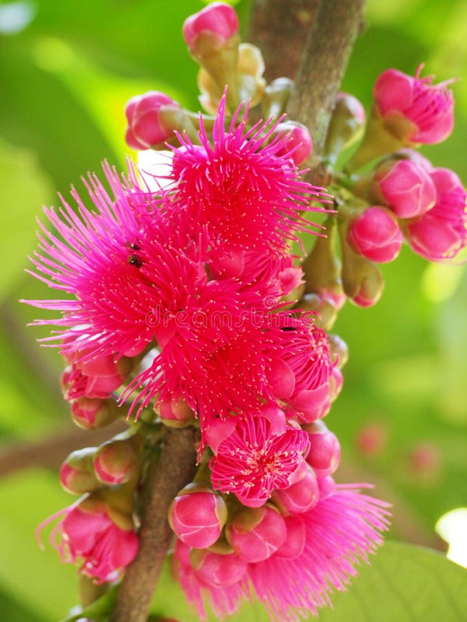 Coolamon tree stock photo. Image of australia, beautiful - 67595660