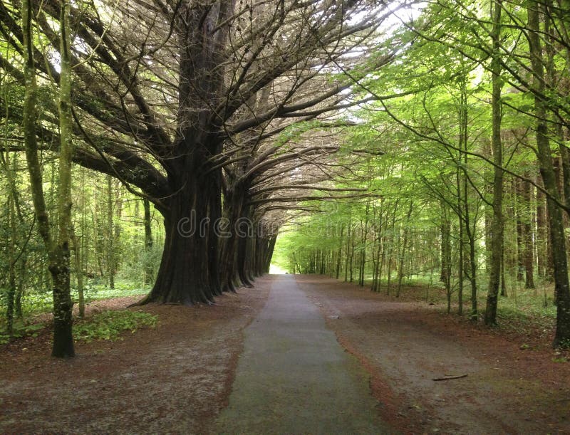 Coole Park, Ireland stock image. Image of park, path - 57505425