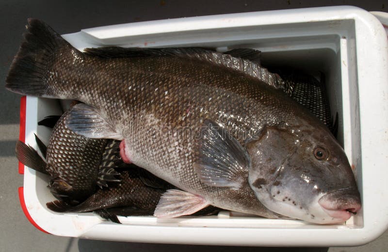 Cooler Full stock photo. Image of scales, fish, tautog - 5385032