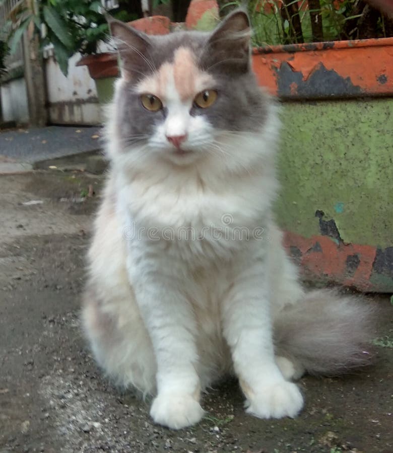 Coolest Angora Cat in Neighborhood Stock Photo - Image of snout, mammal ...