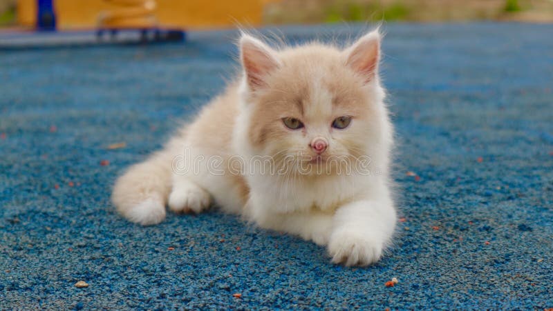 Coolest kitten stock image. Image of kitten, gentle - 218980503