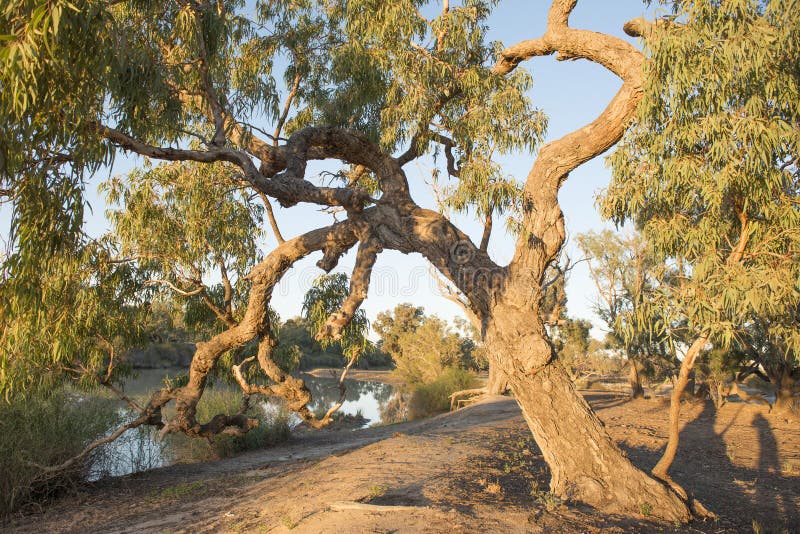 Coolibah Tree at the Dig Tree on Cooper Creek, Stock Photo - Image of ...