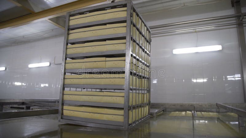 Cooling Cheese Wheels before Drying. Cheese Making Process. Production ...