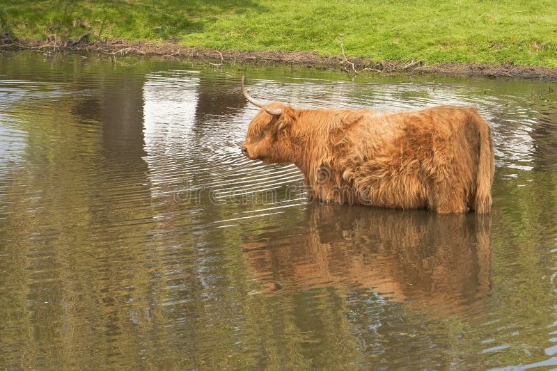 Cooling down stock photo. Image of animals, water, fauna - 19258776