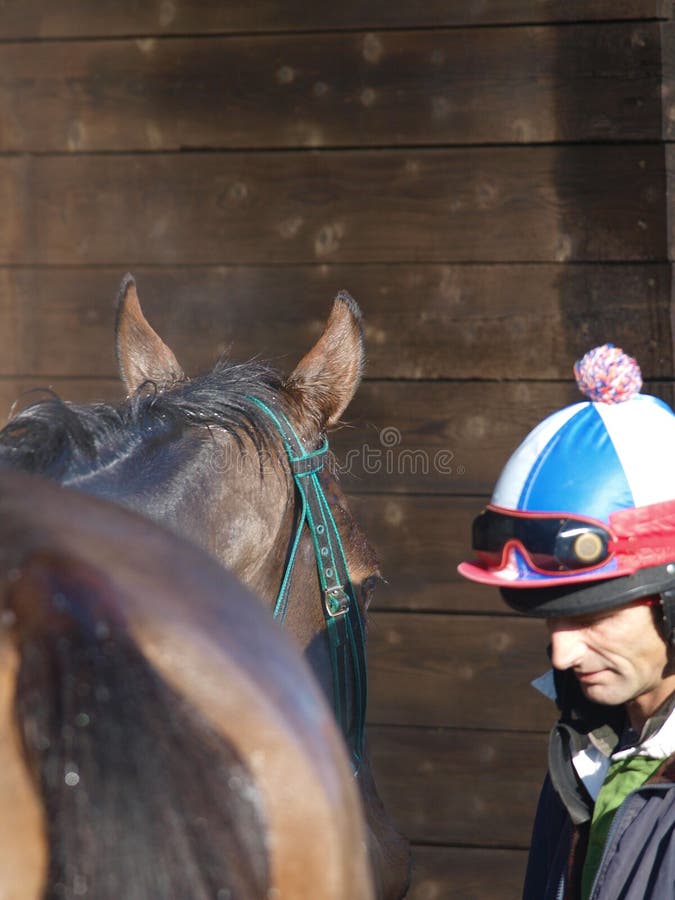Cooling Down Horse Stock Photos - Free & Royalty-Free Stock Photos from ...