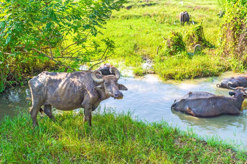 The Small River Punagala Oya Next Koslanda Stock Image - Image of ...