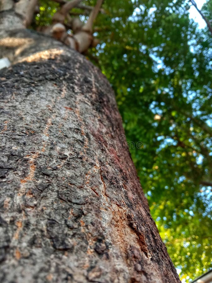 Coolness Under a Shady Tree Stock Photo - Image of wood, rock: 291606382