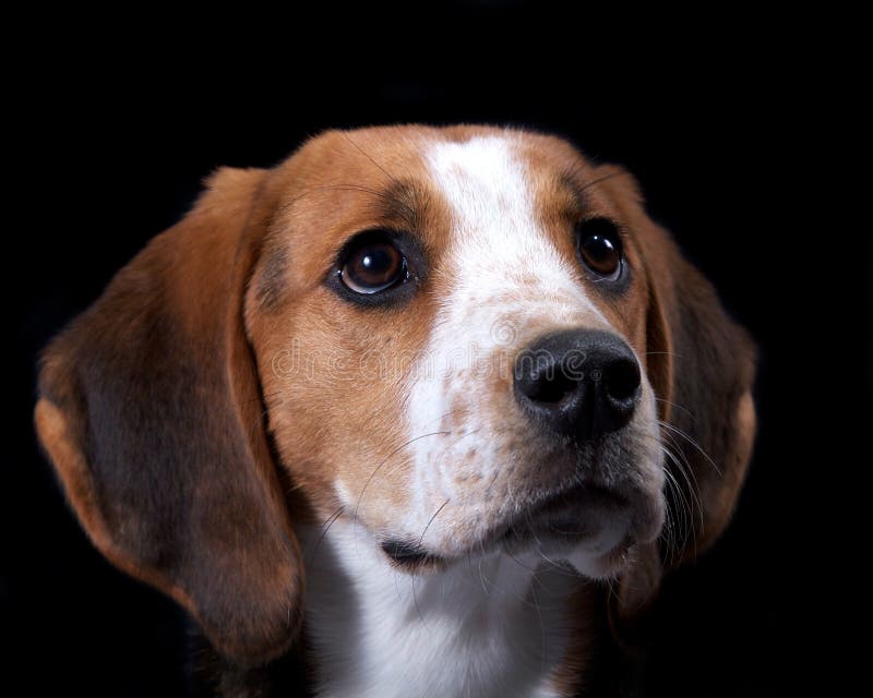 Coon Hound Close Up of Face Stock Photo - Image of coonhound, breed ...