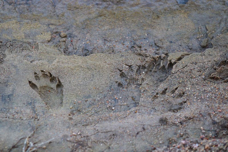 Coon Tracks in the Sand by the Plate River Nebraska Stock Image - Image ...