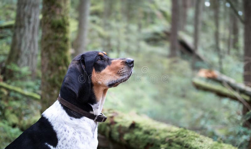 Coonhound Caught a Scent in Forest on a Summer Day. Stock Photo - Image ...