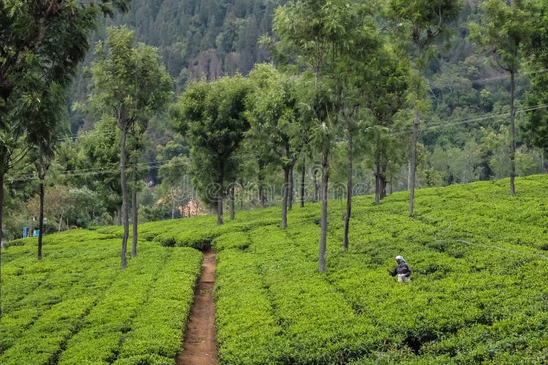 Tea Field in Coonoor, Tamil Nadu, India Editorial Image - Image of ...