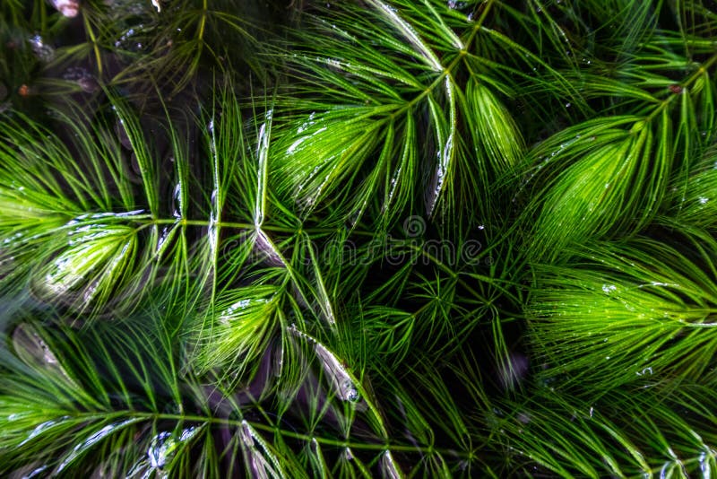 Coontails Stock Photos - Free & Royalty-Free Stock Photos from Dreamstime