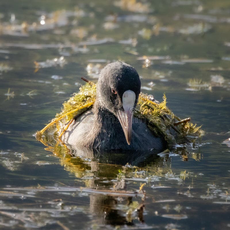 Coop bird in a lake stock image. Image of duck, ducks - 227689215